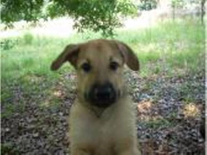 Chinook German Shepherd Mix